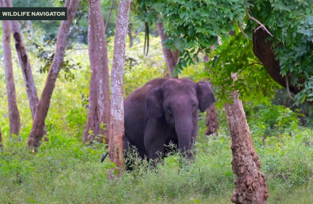 Thiruvananthapuram Zoo | Trivandrum Zoo, Animals, Timings, Entry Fees ...