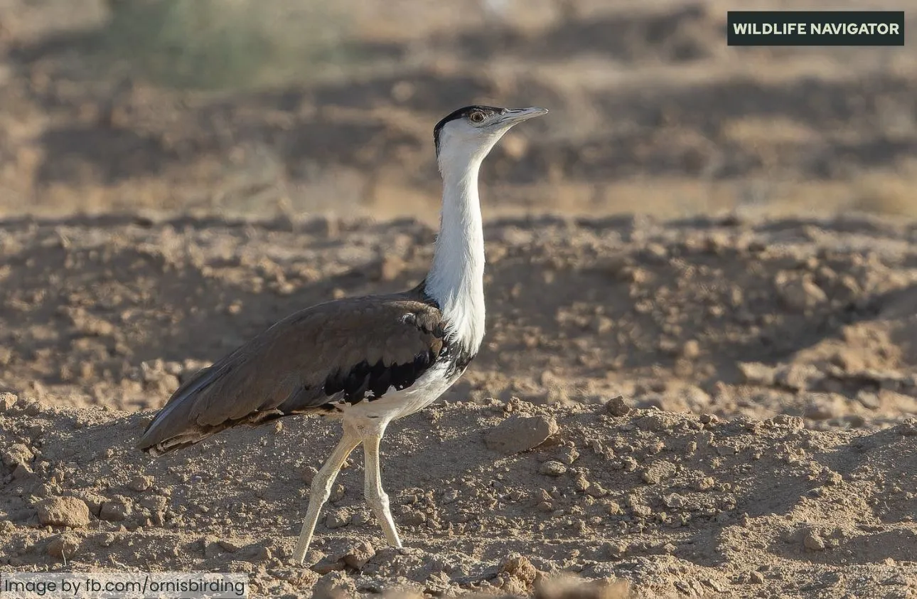 Great Indian Bustard: India's Critically Endangered Grassland Giant ...