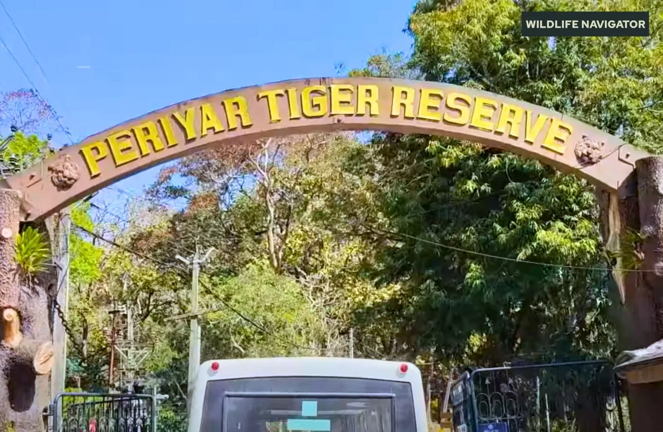 Periyar National Park & Tiger Reserve | Safari, Timings & Travel Guide ...